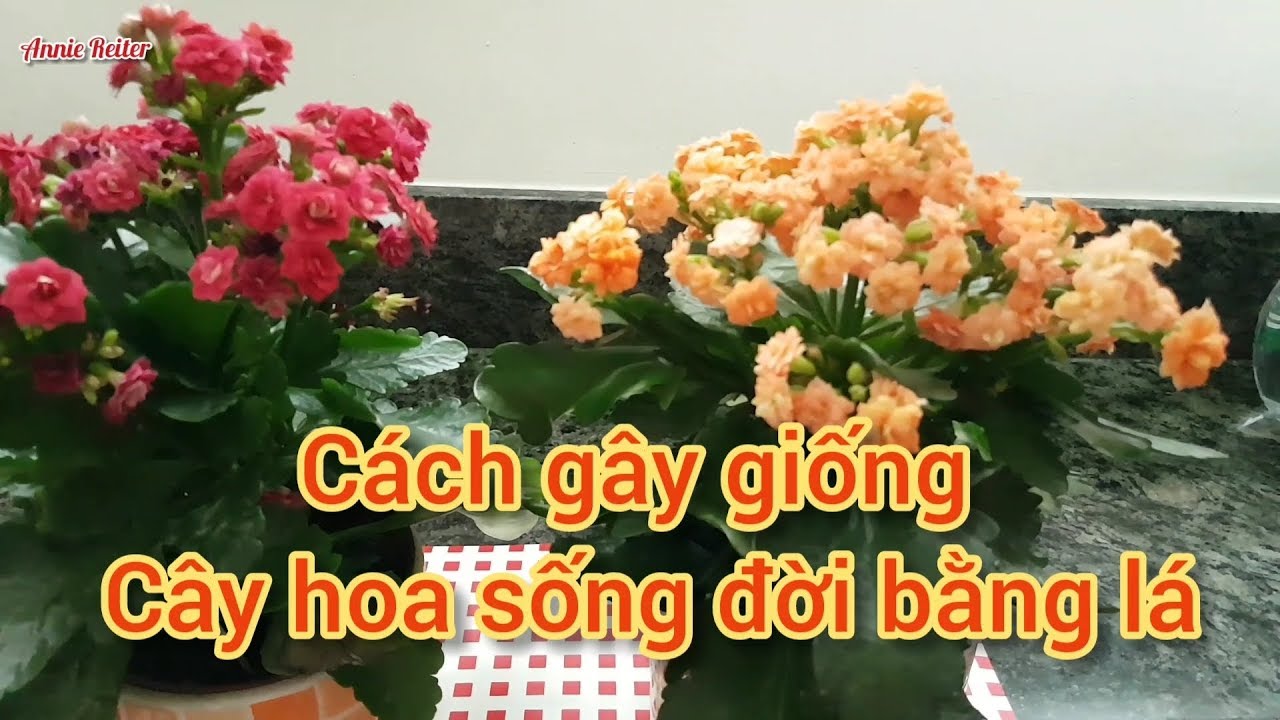 Cách trồng cây sống đời đơn giản bằng lá || Annie Reiter - YouTube