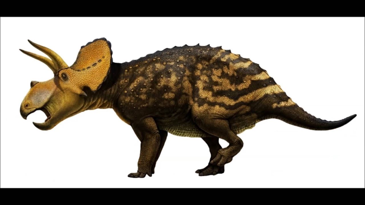 Eotriceratops Xerinsularis