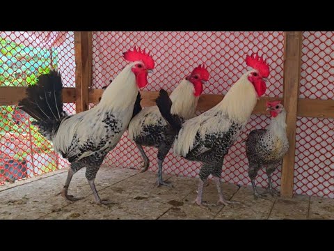 original misori faumi chicken - YouTube