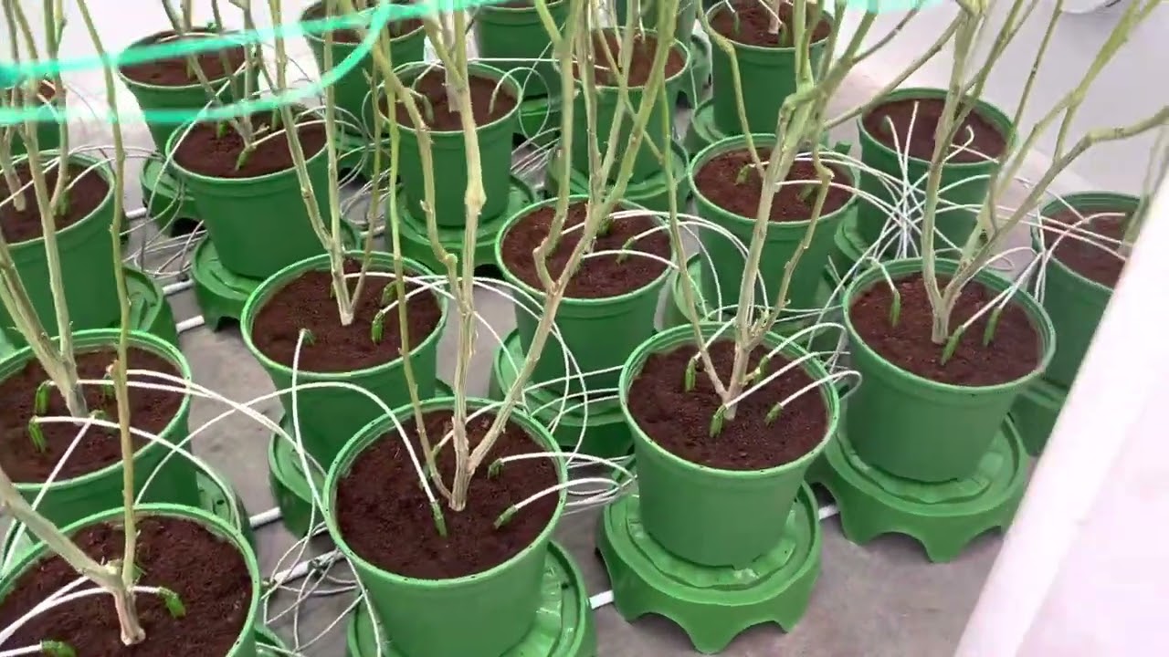 Crop steering in coco coir results - YouTube
