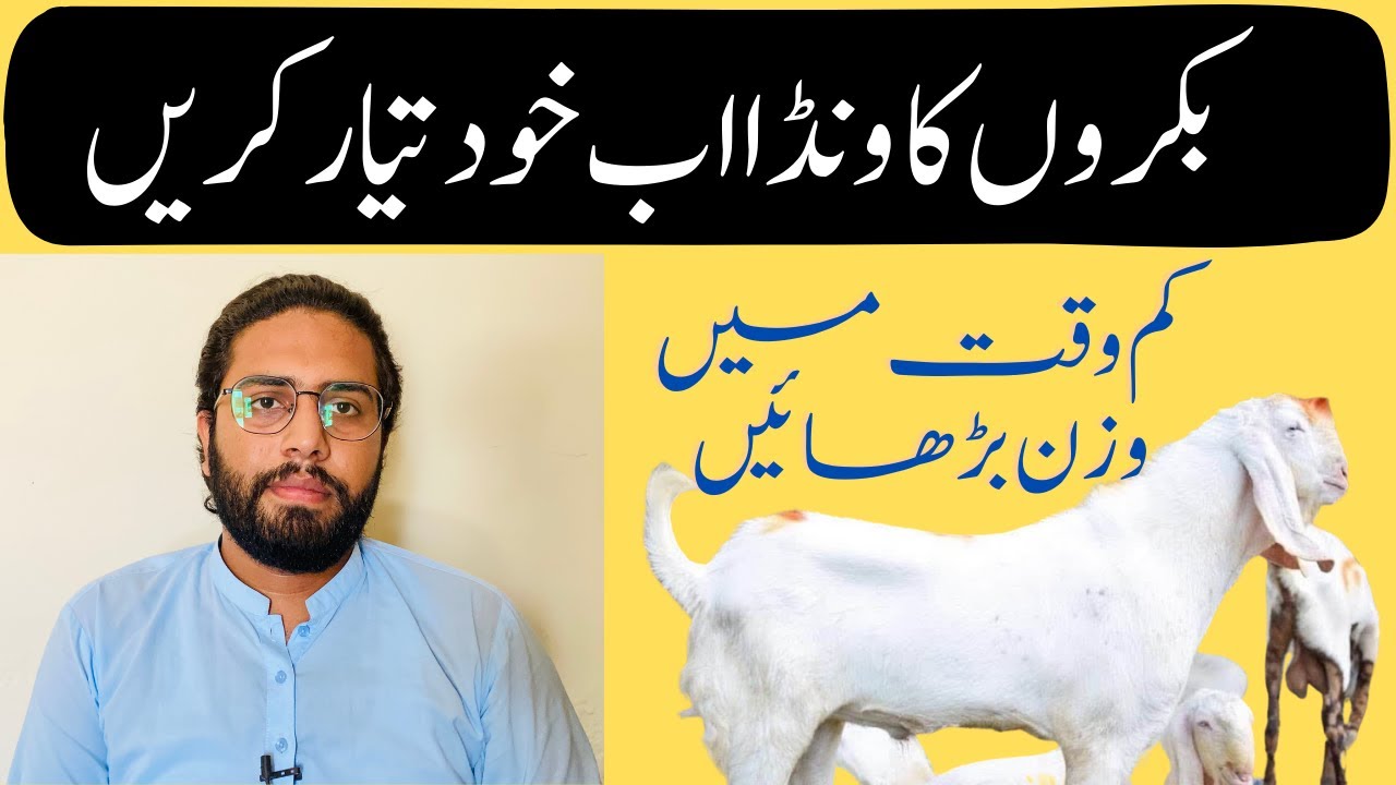 Fattening Formula For Goats || Best Wanda Formula For Goats ...