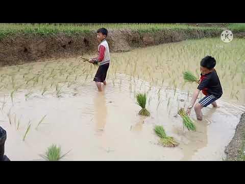 Hnub no mu cog liaj os sab heev li os ວັນທີ 13.6.2022 - YouTube