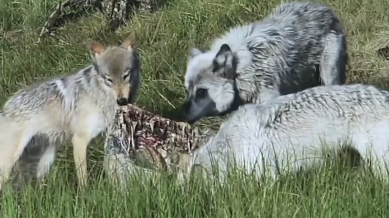 Great Plains wolf #youtube #animals - YouTube