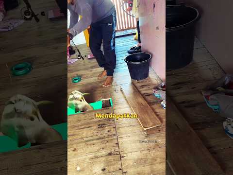 Mancing Didalam Rumah Dapat Ikan Beras #mancing  #ikan #seru