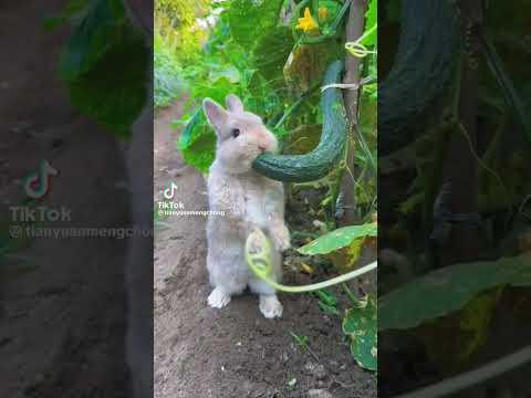 Cute rabbit eating cucumber 🥒 - YouTube