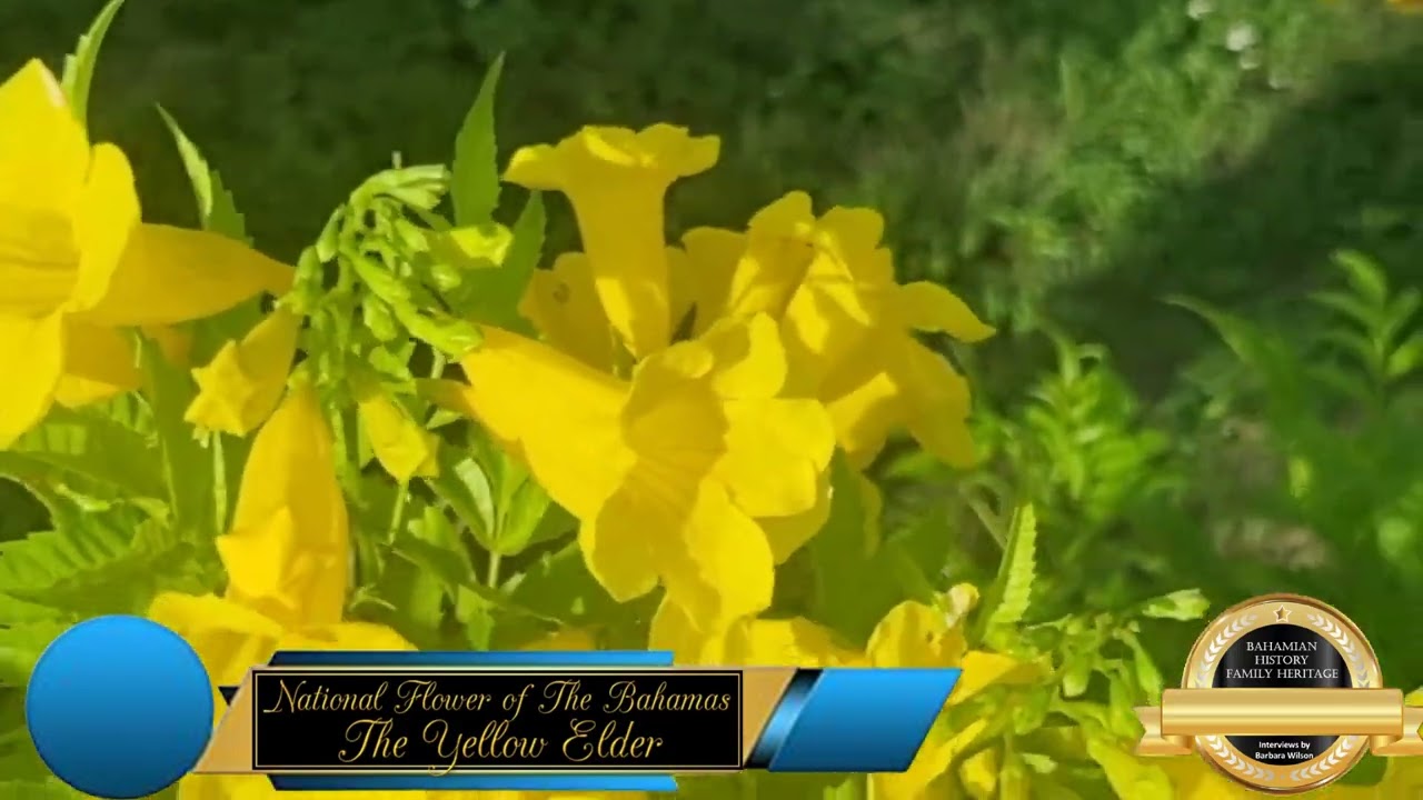 Bahamas National Flower