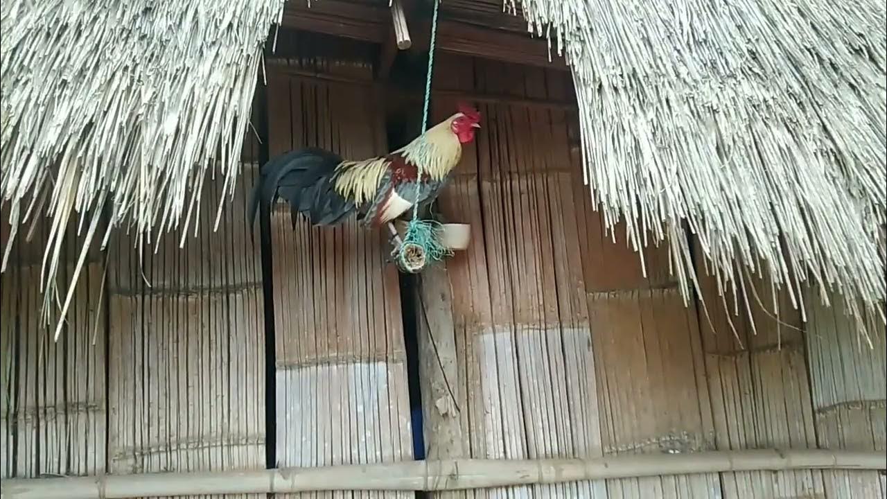 saib kv cov qaib dib - YouTube