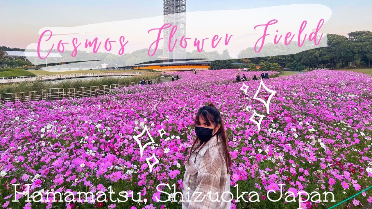 Cosmos Flower Field in Japan | Hamanako Garden Park| Hamamatsu, Shizuoka Japan - YouTube