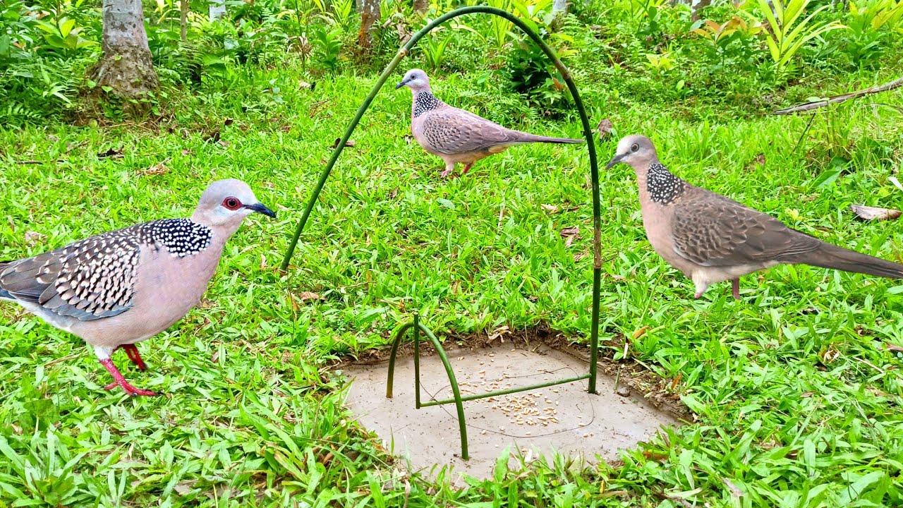 Traps are made to catch doves in the deep forest,, - YouTube