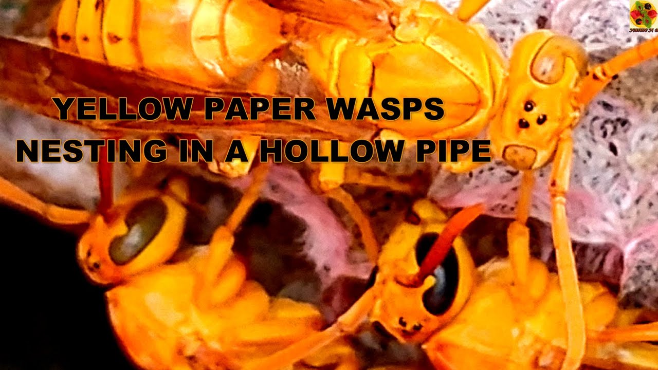 "Indian Yellow Paper Wasps Nesting In A Hollow Pipe". “Polistes ...