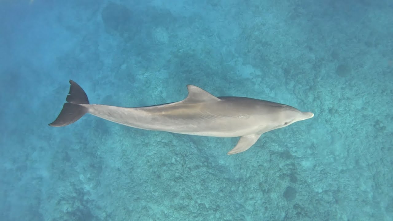 Swimming with Bose dolphins in Mauritius - YouTube