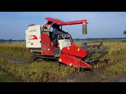 Harvesting paddy with modern machines - YouTube