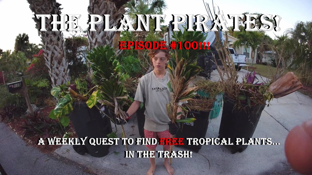 Finding FREE Tropical Plants in the Trash! The Plant Pirates Episode ...