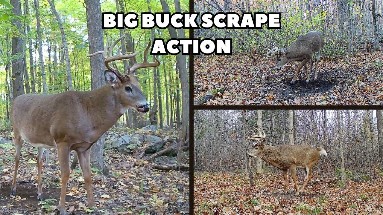 The BEST Whitetail Buck Scrape Videos (11 Trail Cam Clips!) - YouTube
