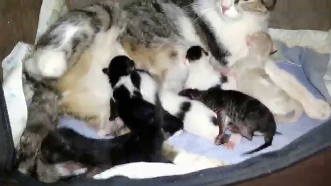 Filhotes de gato recém nascidos - YouTube
