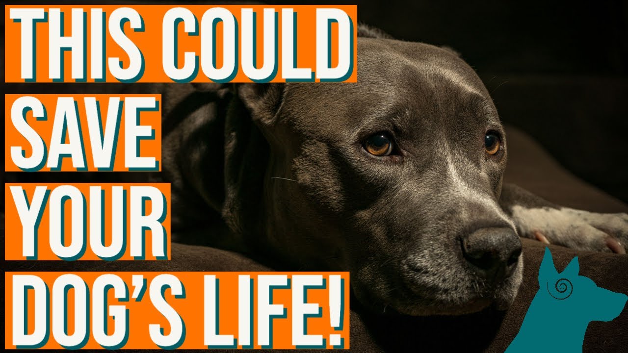 This could save your dogs life! - YouTube