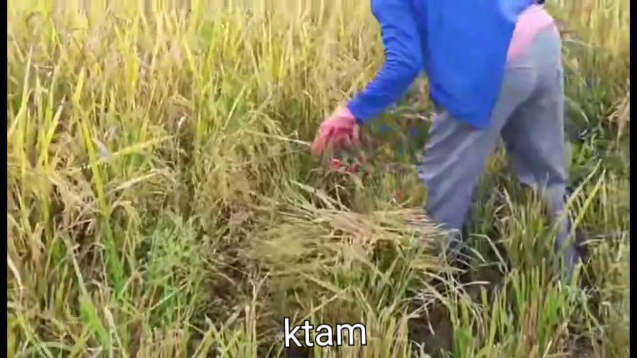MANO MANONG PAG AANI NG PALAY #HirapBuhayMagsasaka - YouTube