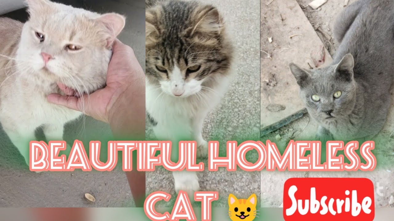 Homeless Cat Collection here in Saudi Arabia - YouTube
