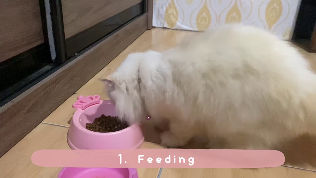 VPP3271: Behaviour Ethogram of a Domestic Cat - YouTube