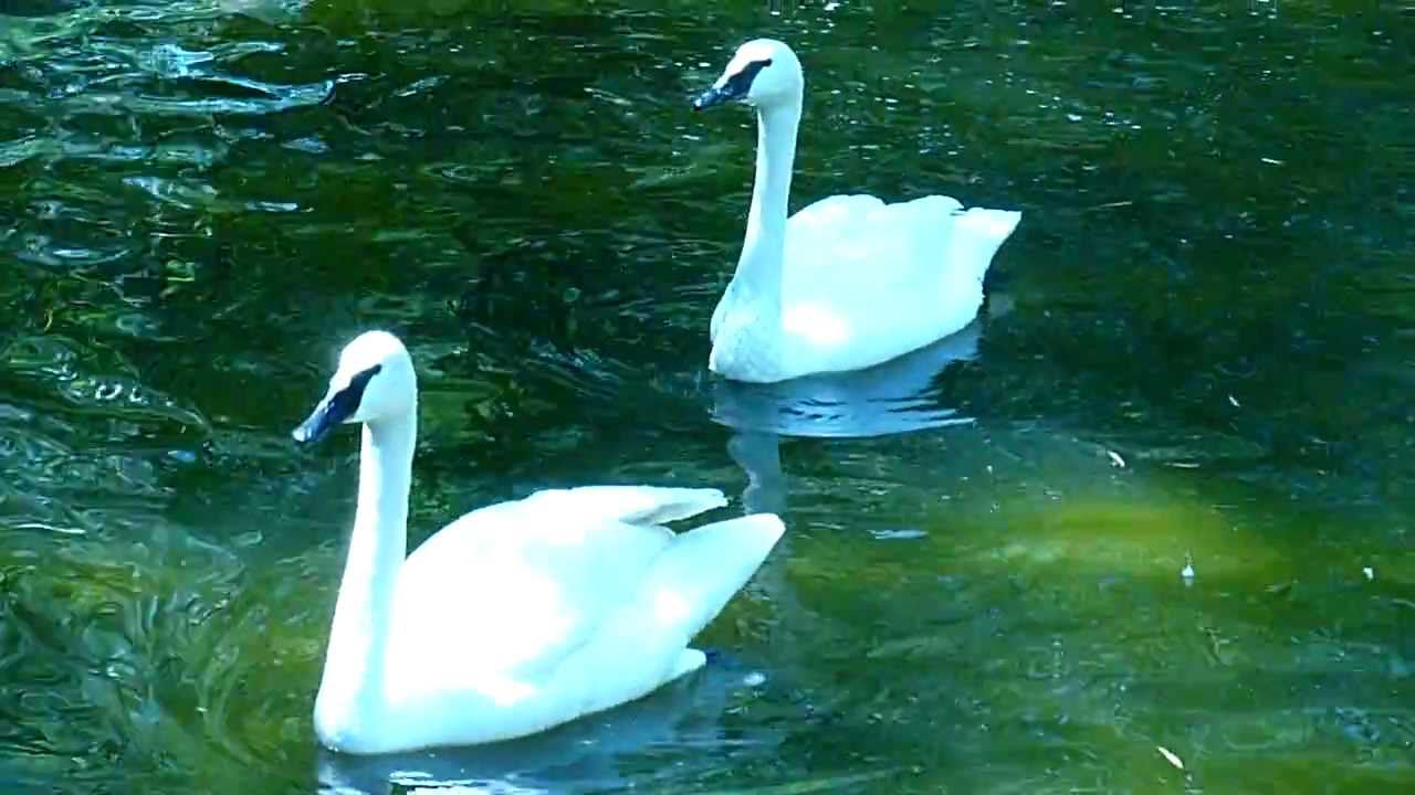 Swans honking - YouTube