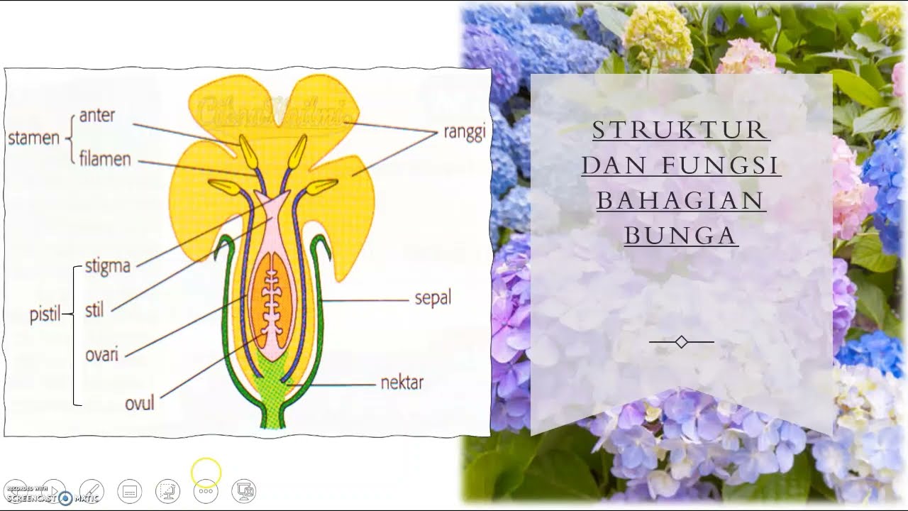 Pembiakan Tumbuhan - Struktur dan Fungsi Bahagian Bunga - YouTube