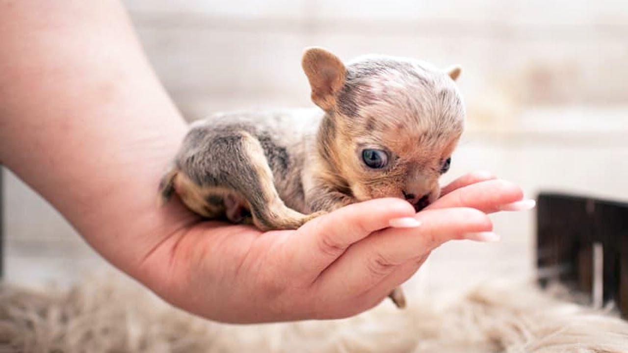Little Frenchie Cleft Puppy Has So Many Issues Stacked Against Him ...
