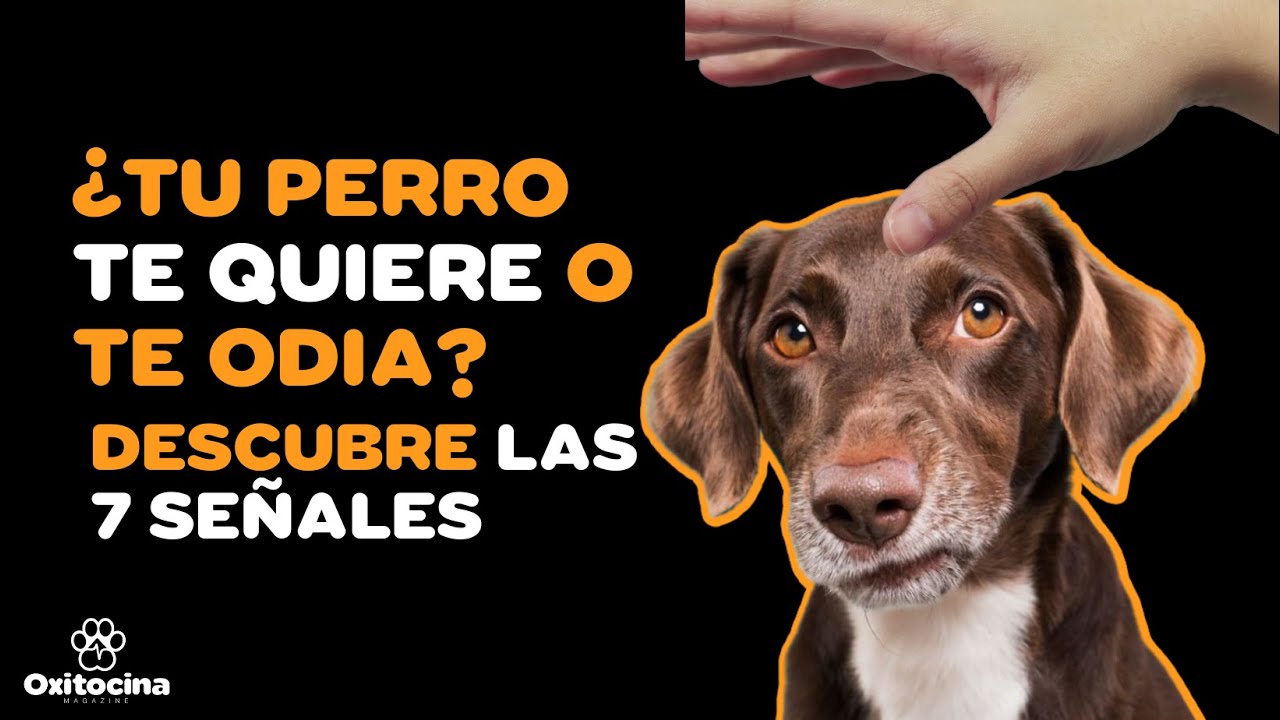 7 SEÑALES DE QUE TU PERRO TE ODIA - YouTube