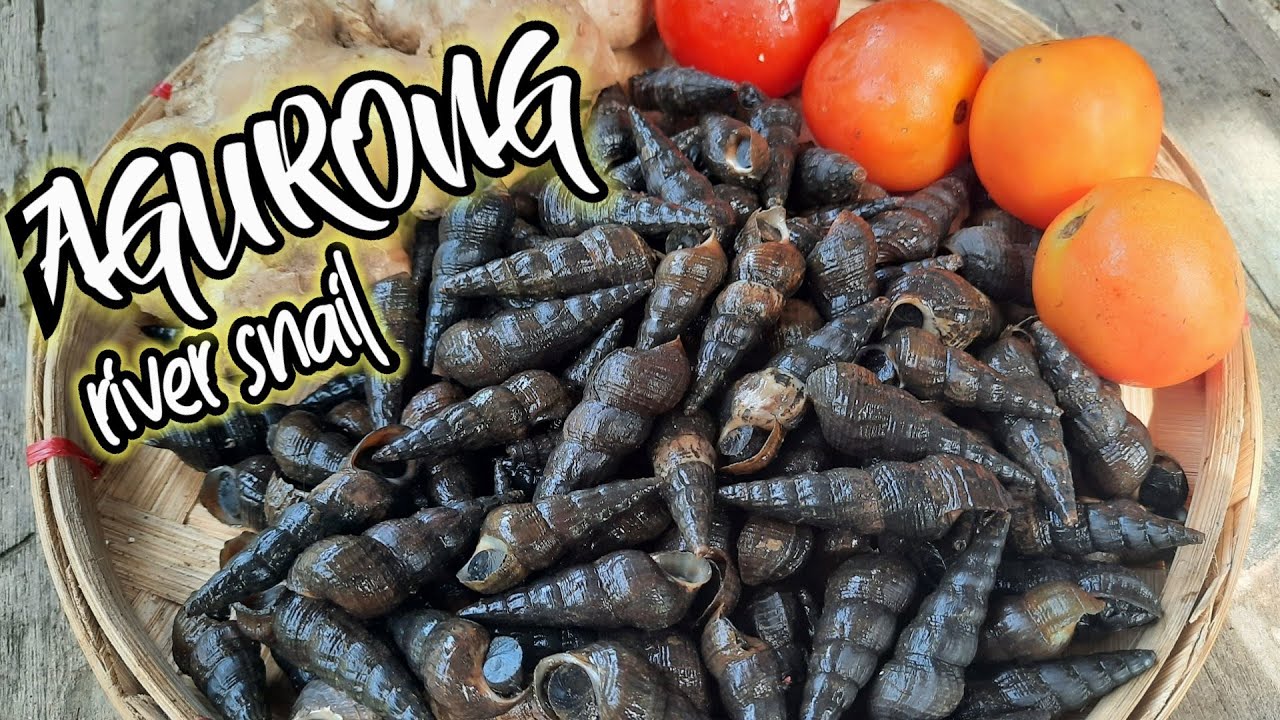 AGURONG RIVER SNAILS CLEAN AND COOK! ORIGINAL ILOKANO STYLE IN FISH ...