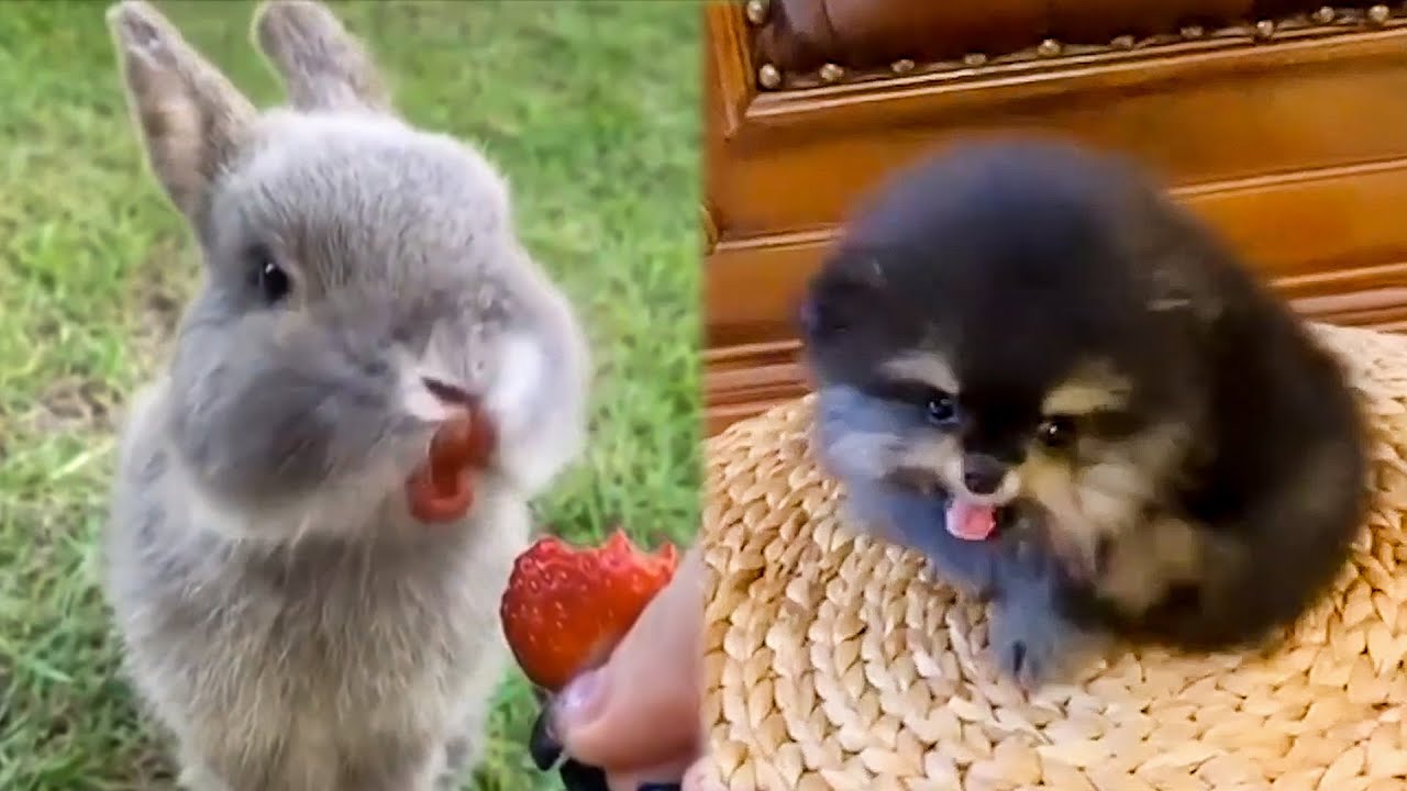 Cute baby animals 😂 - Videos Compilation 😍- Cutest Animals 😺#01 - YouTube