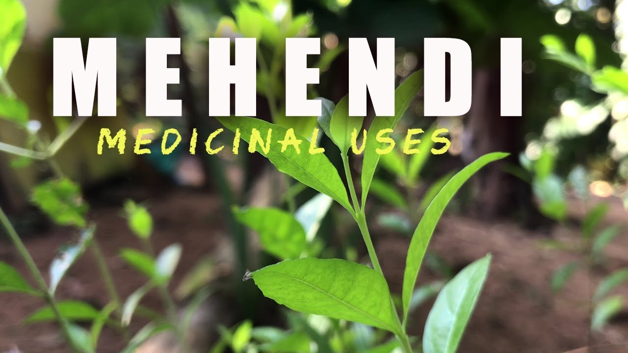 Mind Blowing Uses of Mehendi Plants | Ayurvedic medicinal uses of ...