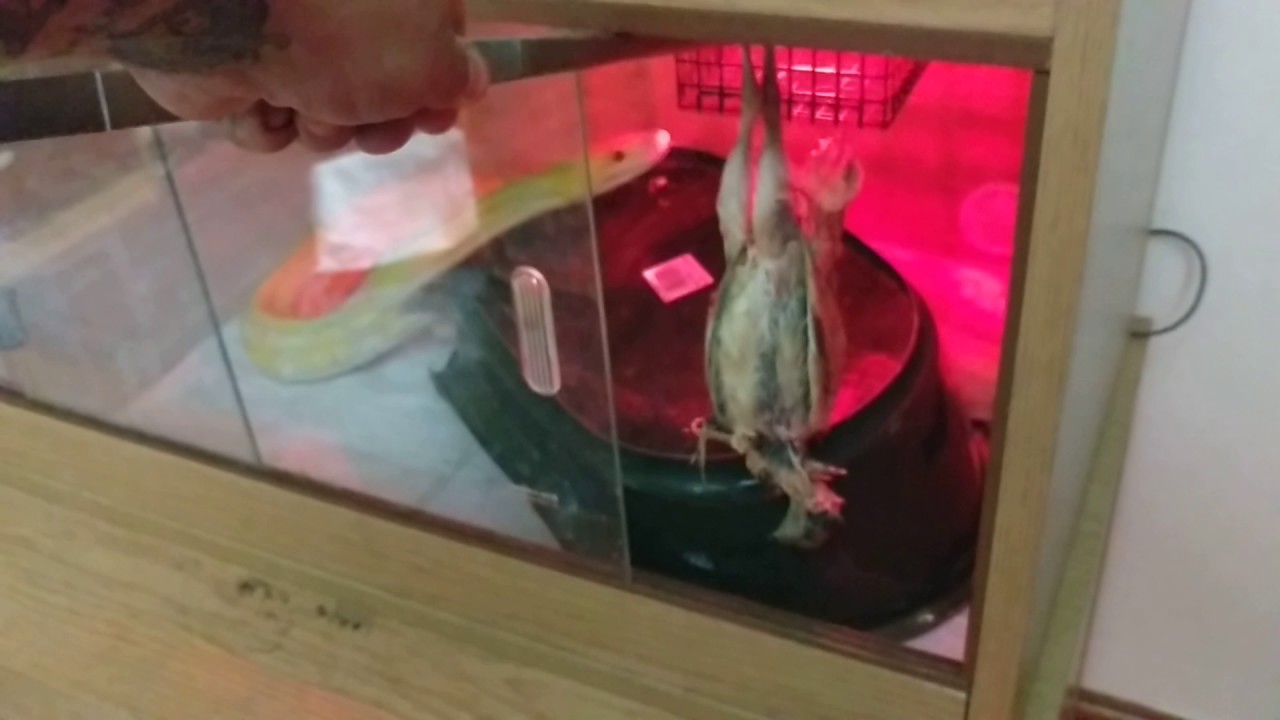 Reticulated python feeding - YouTube