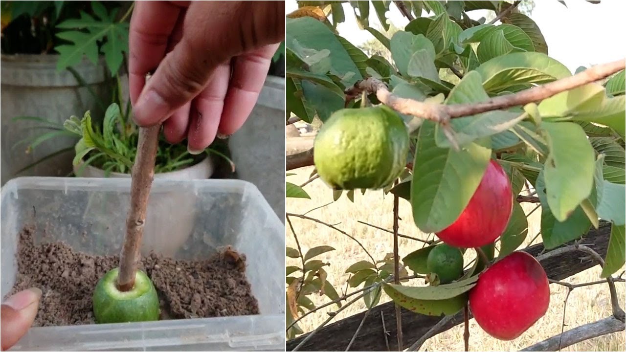 grow guava in winter melon - YouTube