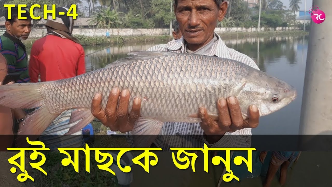 রুই মাছের ব্যাপারে জানুন – Know About ROHU Fish – Tutorial #4| Rozina’s ...