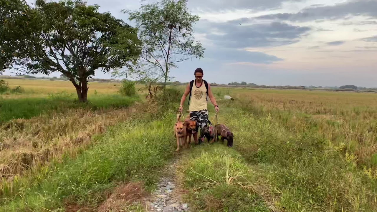Morning Pack Walk - Belgian Malinois / Labrador / Labrador Mix - YouTube