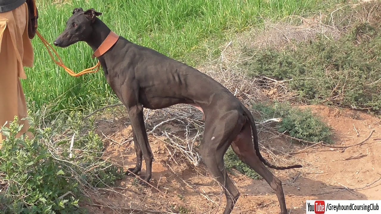 Descubre el Mejor Compañero de Casa Galgo Cross Breed Dog - YouTube