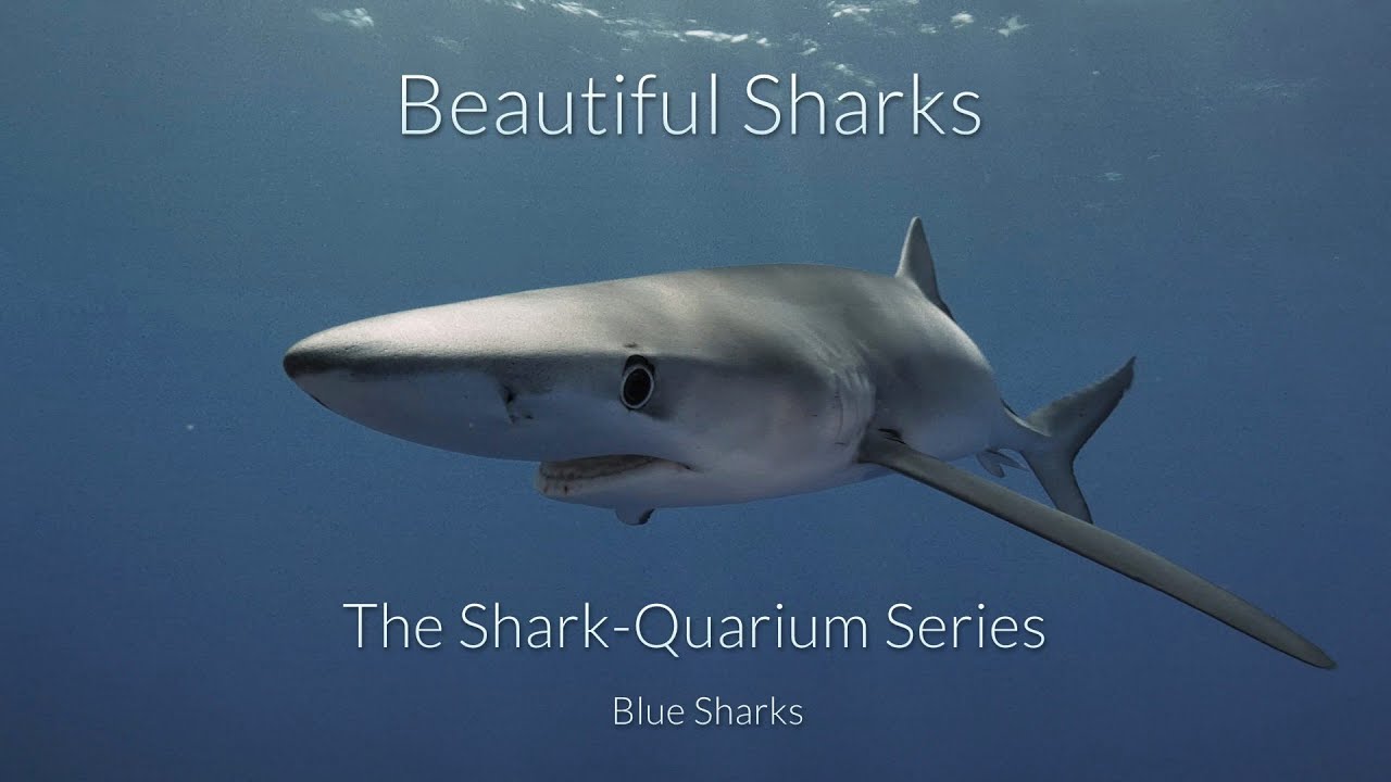 Shark TV - Beautiful Sharks in 4k -The "Shark-Quarium" Relaxation ...