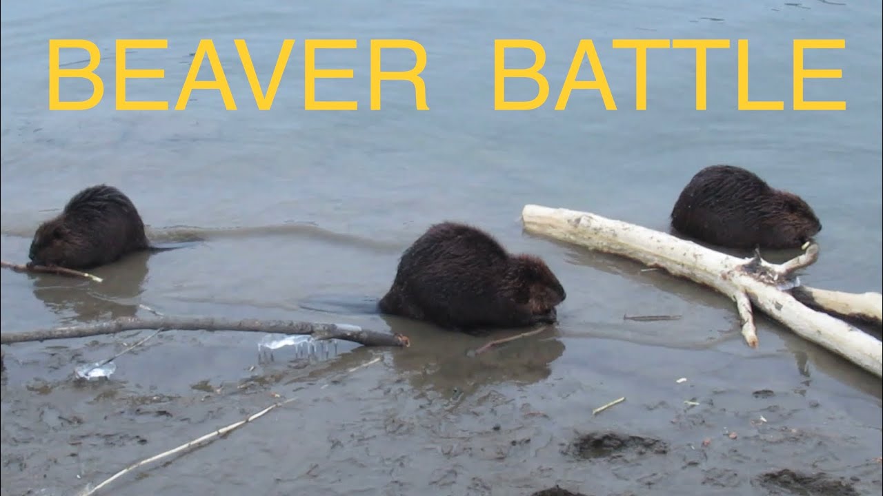 BEAVER BATTLE …. 2 Beavers Fight Over 1 Stick - YouTube