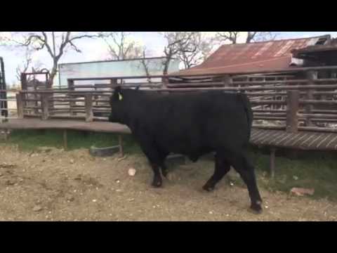 SimAngus Bull #1,2, and 52!