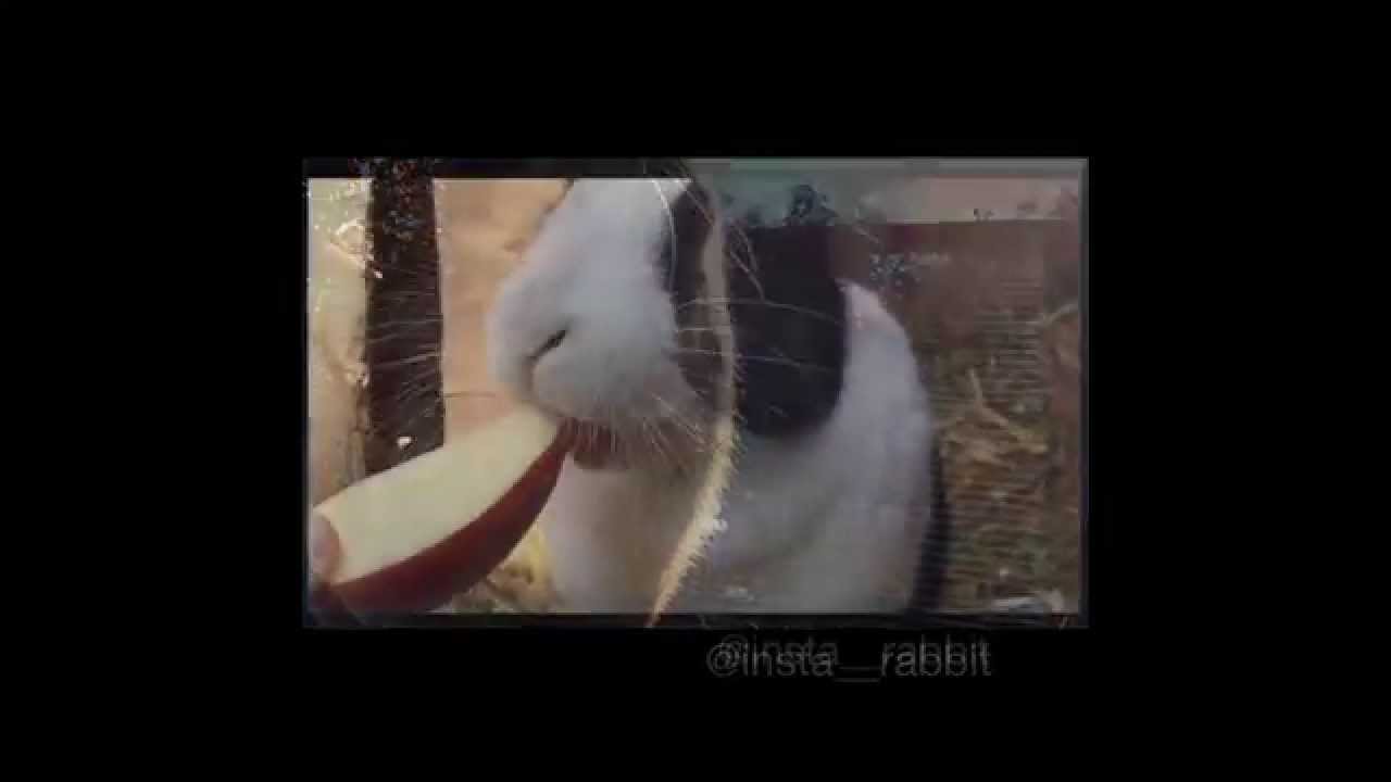 Insta__rabbit On Instagram - YouTube