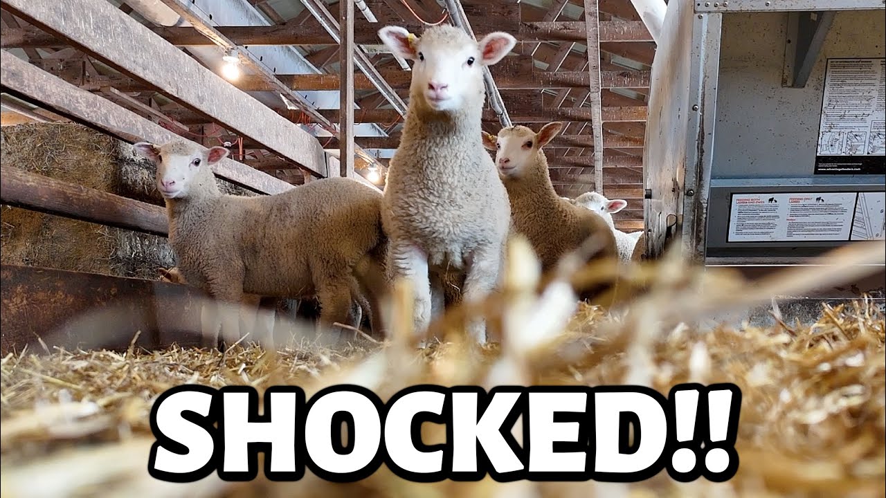 I am SHOCKED! | hitting a BIG MILESTONE with my sheep flock, loud lambs ...