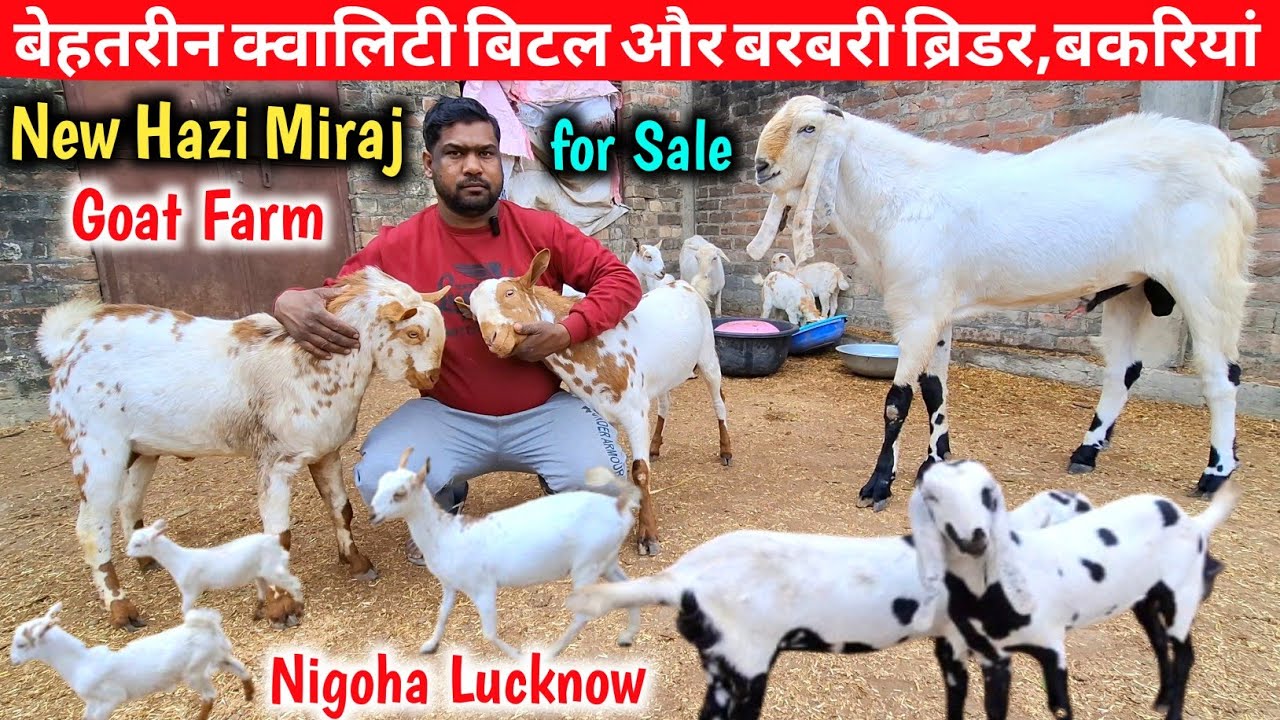 बेहतरीन क्वालिटी के बिटल ब्रिडर और बकरियां सस्ते दामों में |New Hazi ...