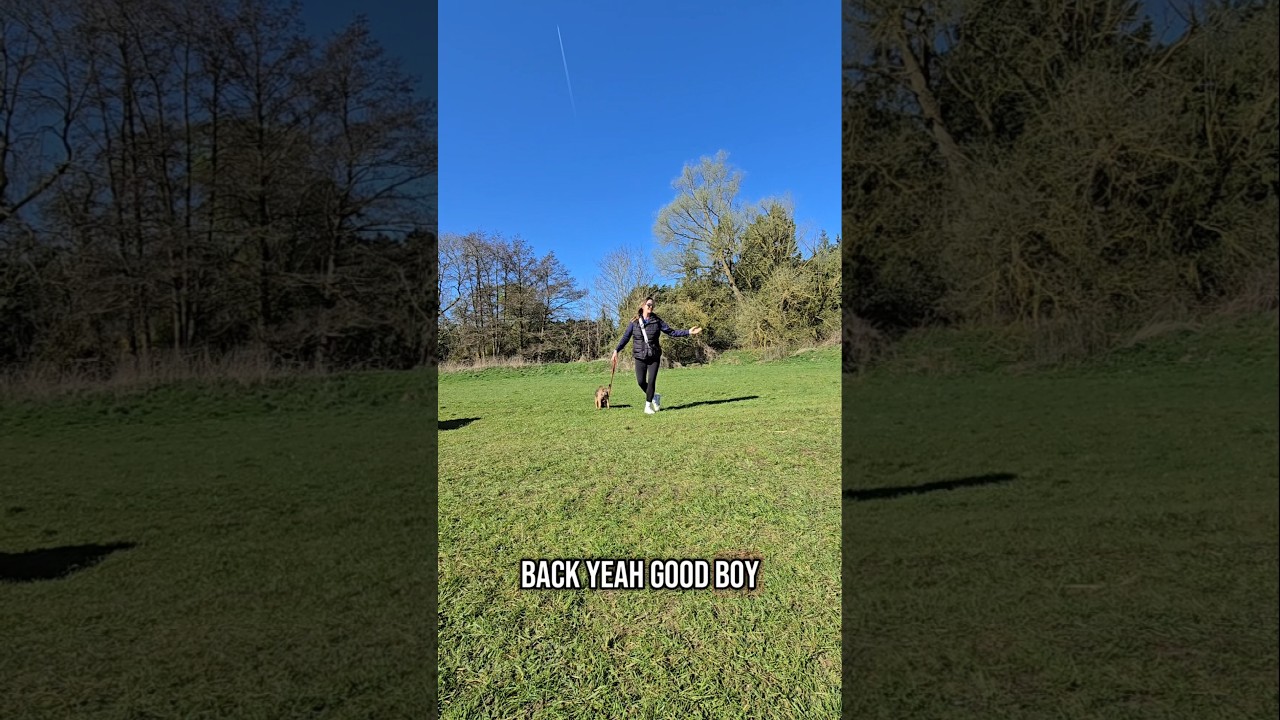 teaching your dog to "Drop" - YouTube