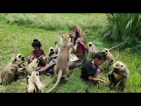 Why does male langur be angry - YouTube