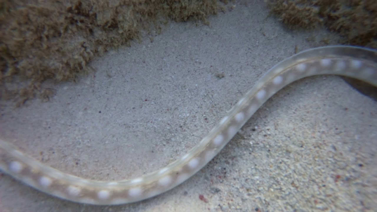 Sharp Tail Eel - YouTube