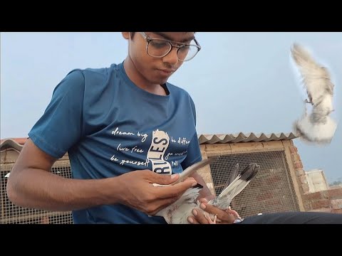 Bird ko release kar diya magar😱 | faiz33 | - YouTube