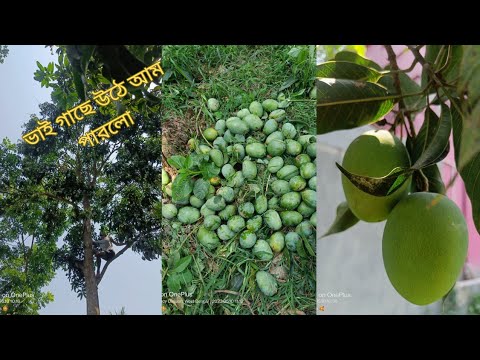 Sharing our first mango Harvesting 🥭🥭| এবার প্রথম আম যেভাবে পারলাম আমরা ...