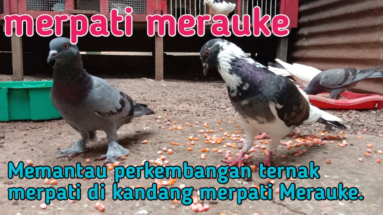 MEMANTAU PERKEMBANGAN TERNAK MERPATI DI KANDANG MERPATI MERAUKE - YouTube