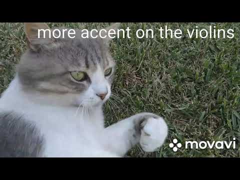 The cat maestro - YouTube