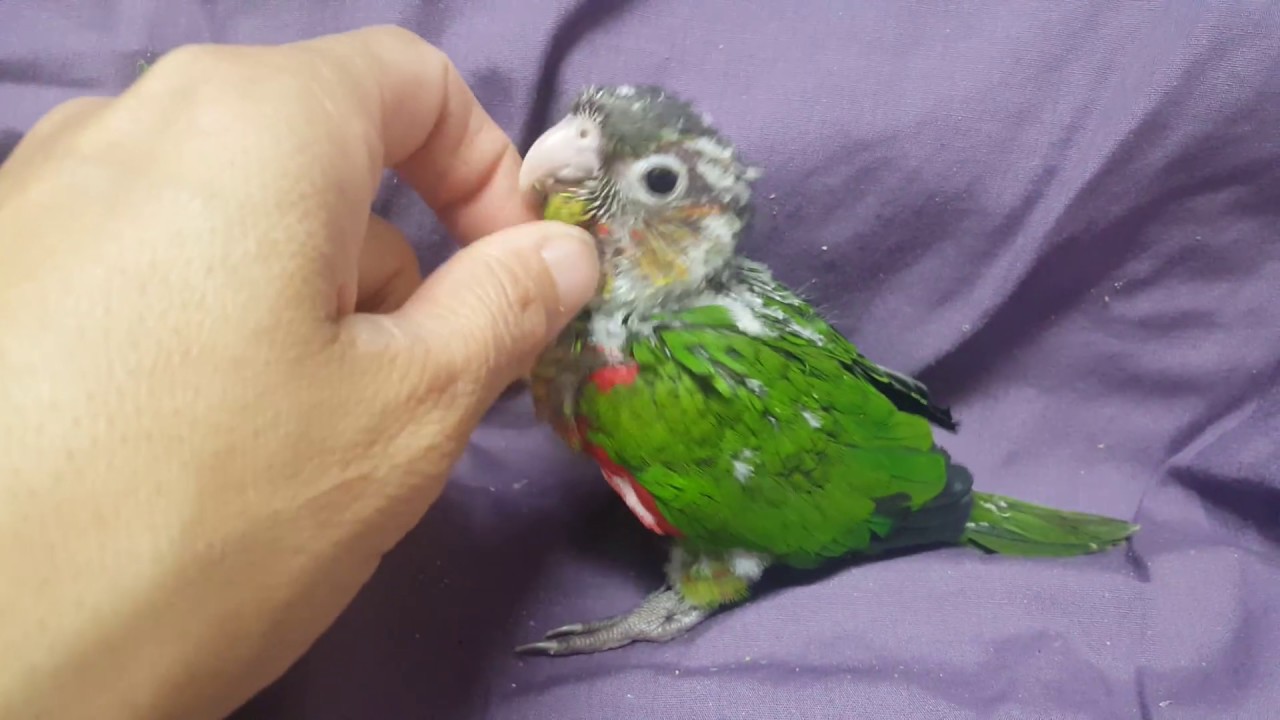 Opaline Black Capped Conure Baby 4-29-2017 - YouTube