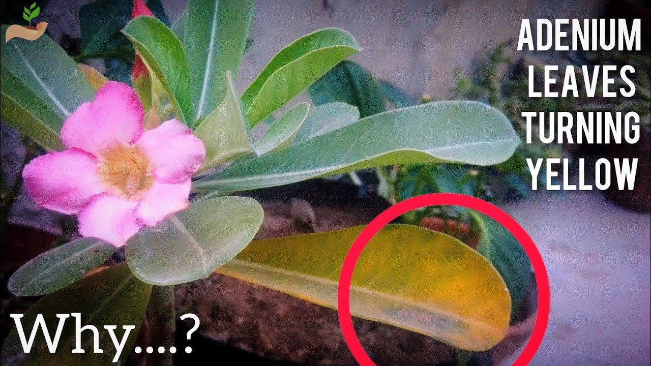 6 Reasons - Why the Adenium Leaves Turning Yellow? - Yellow Leaves on ...